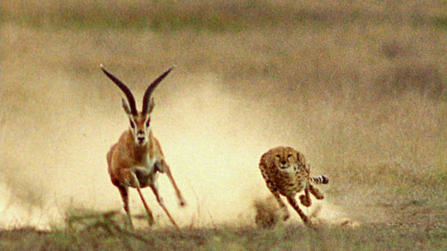 BBC One - The Life of Mammals, Meat Eaters