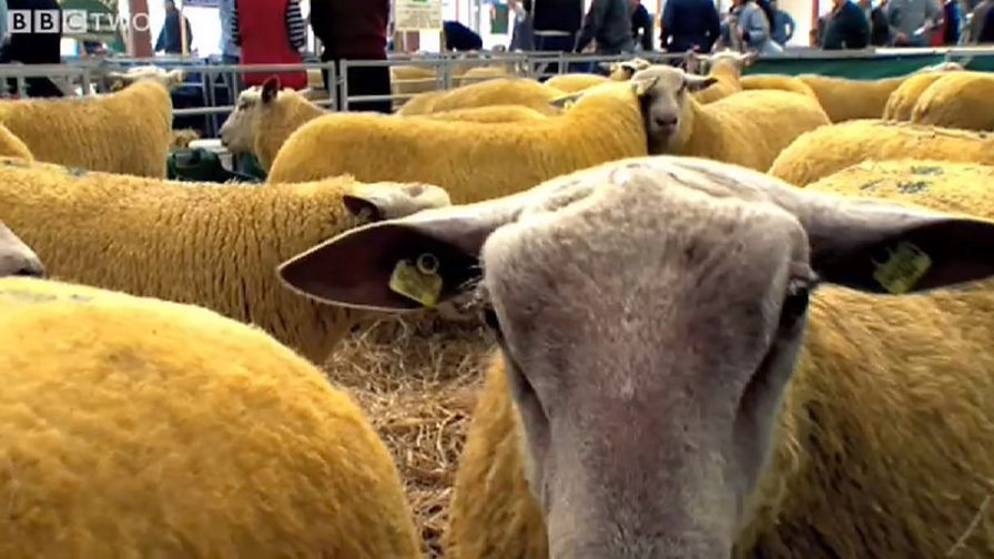 BBC Two - Lambing Live, Series 1