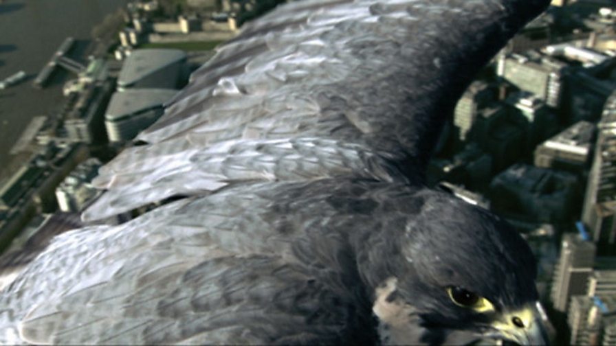 BBC One - Inside the Perfect Predator