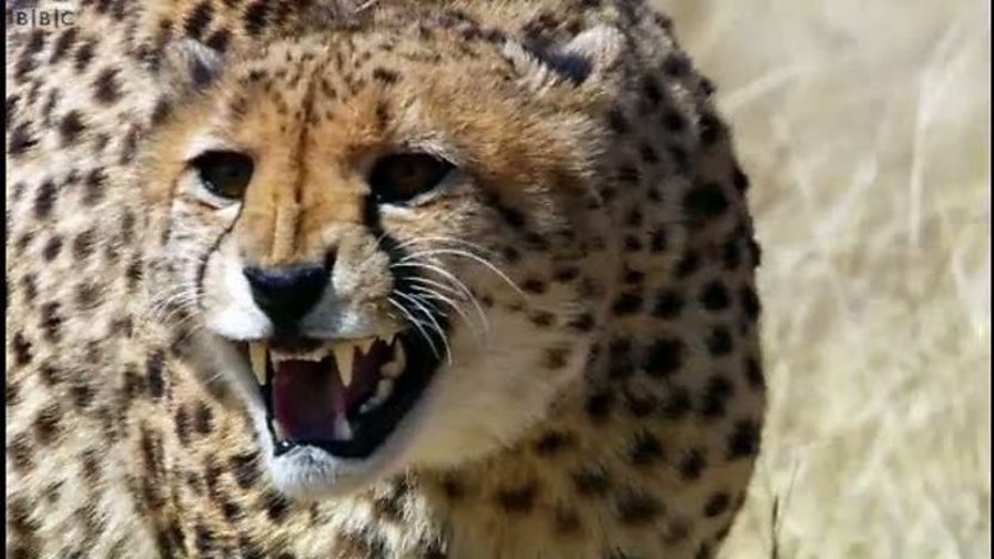 BBC One - Inside the Perfect Predator