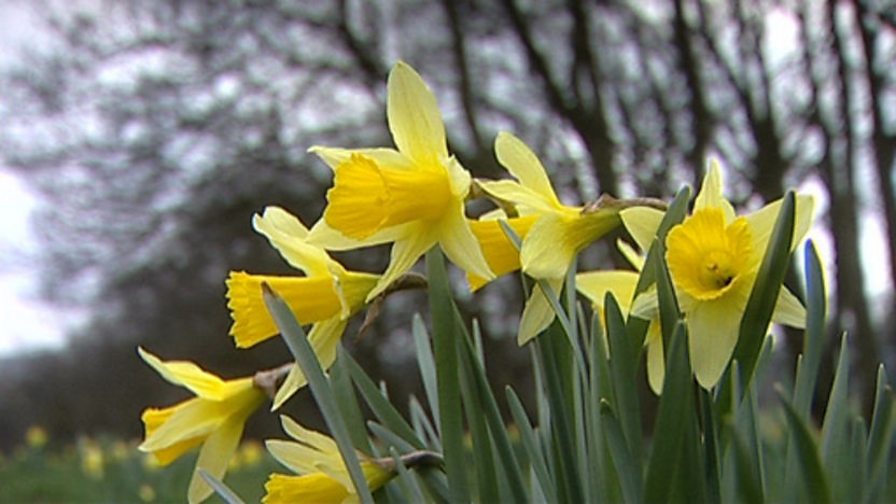 BBC Two - Nature's Calendar, Series 1, Spring: Moorland and Heaths ...