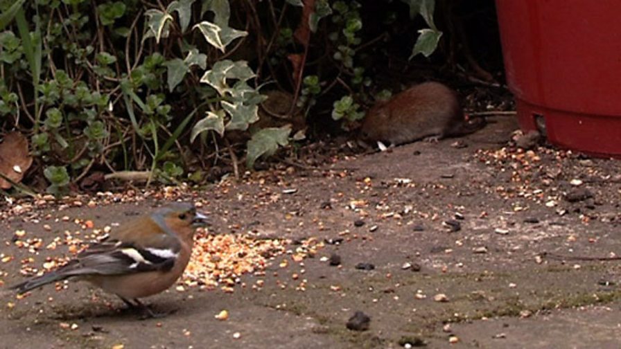 BBC Two - Springwatch, 2008, Episode 5, Little punks