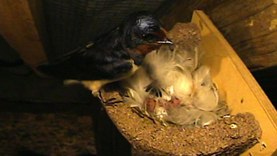 BBC Two - Springwatch, 2008, Episode 5, Little punks