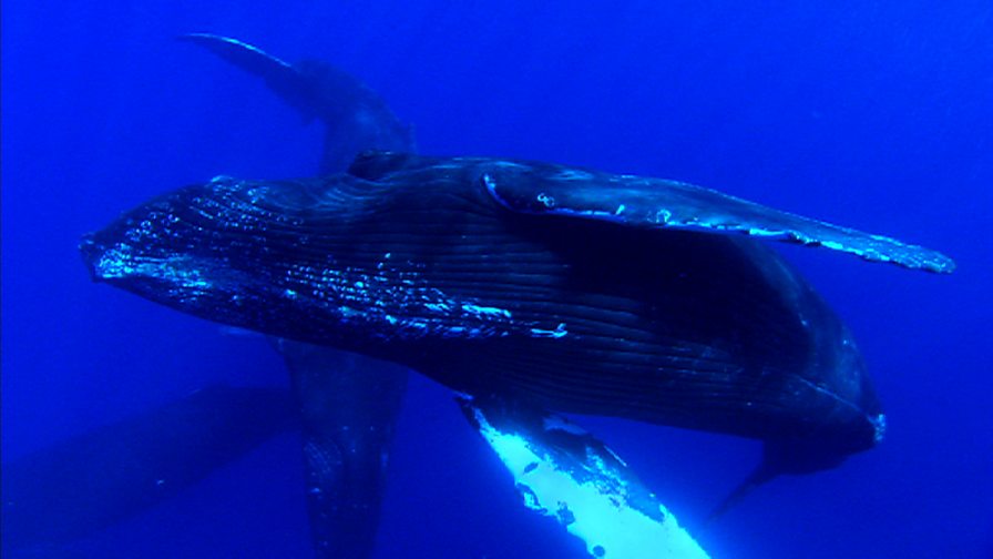 BBC One - Ocean Giants