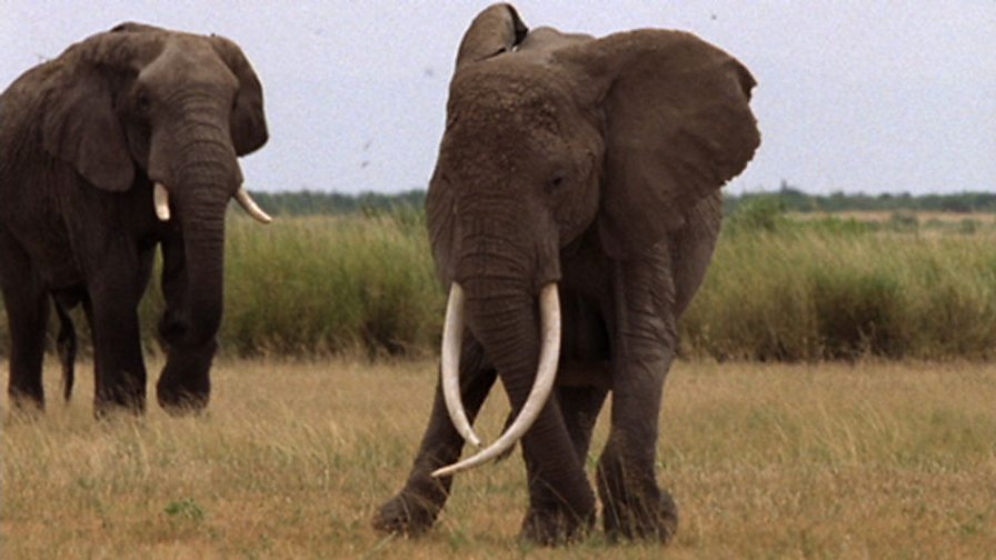 BBC Two - Natural World, 2004-2005, Echo of the Elephants: The Final ...