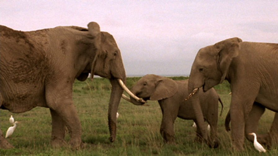 BBC Two - Natural World, 2004-2005, Echo of the Elephants: The Final ...