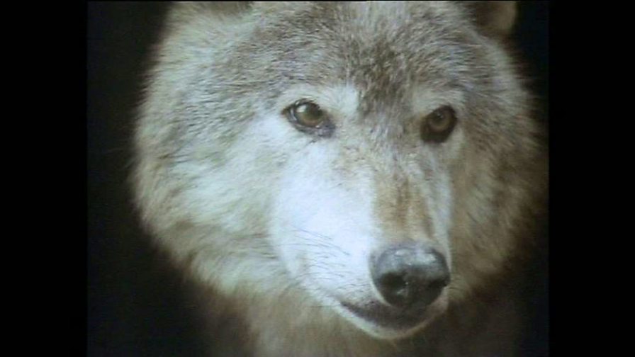 CBBC - ROAR Clips, The Wolf