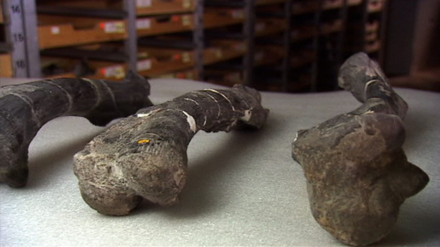 BBC One - Walking with Dinosaurs, Big Al, Big Al Uncovered, Dinosaur ...