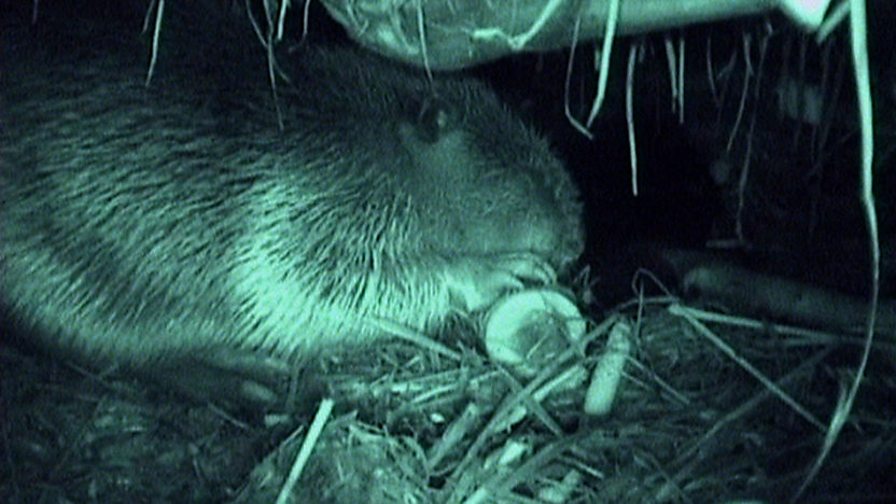 BBC One - The Life of Mammals, Chisellers