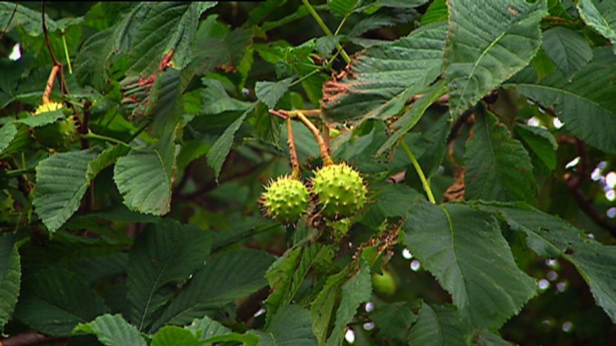 BBC One - British Isles: A Natural History, Our Future, Japanese knotweed