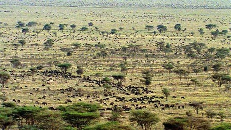 BBC Two - Wild Africa, Savannah, Savannah life