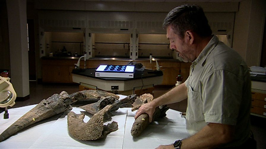 BBC One - The Truth About Killer Dinosaurs, Episode 1, Triceratops attack