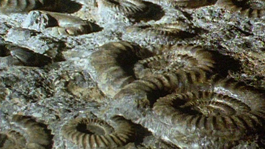 BBC Two - Lost Worlds, Vanished Lives, Magic in the Rocks, Mud fossils