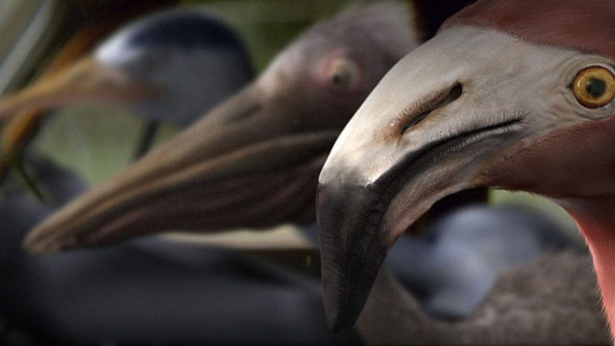 BBC - Film Network, Drama, Butterface