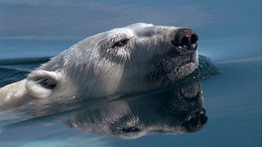 BBC One - The Blue Planet, Frozen Seas, Swimming polar bears