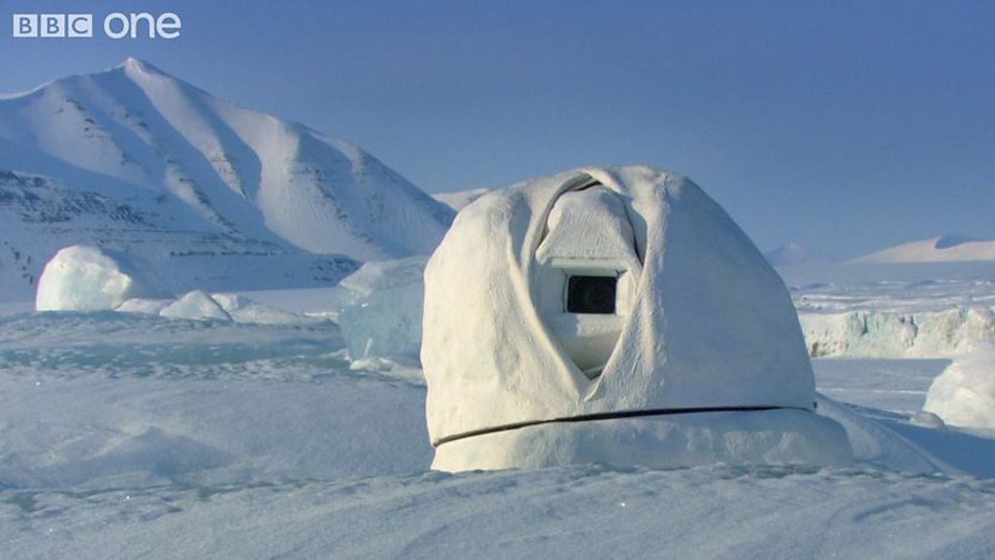 BBC One - Polar Bear: Spy on the Ice