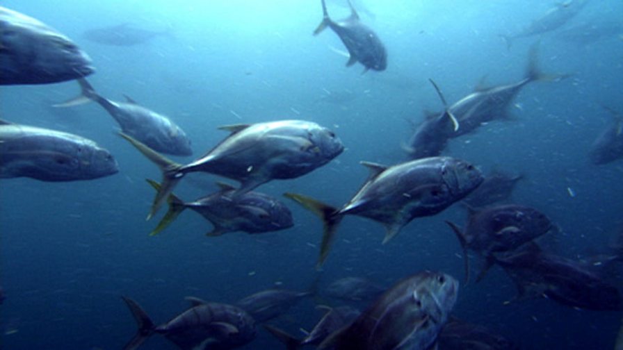 BBC One - The Blue Planet, Open Ocean, Let's twist again