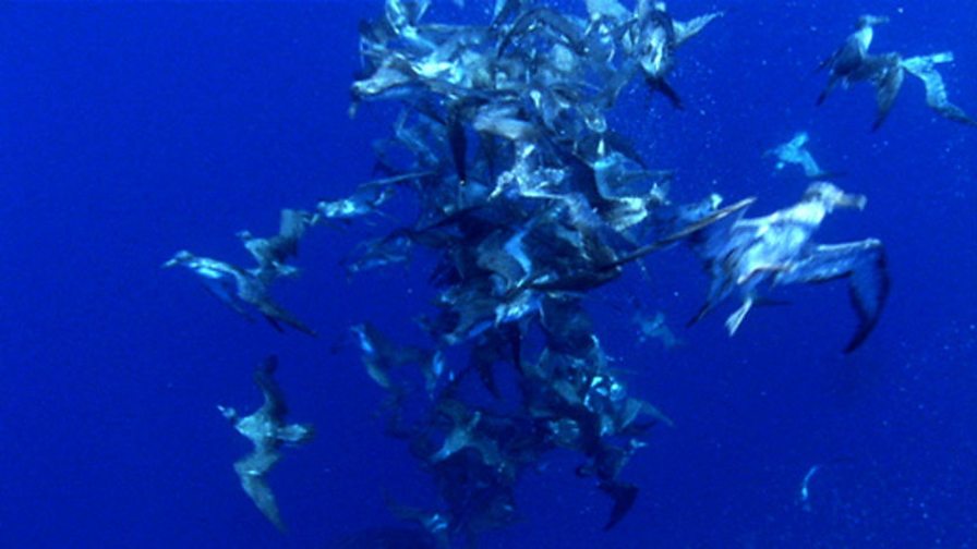 BBC One - The Blue Planet, Open Ocean, Team tactics pay off