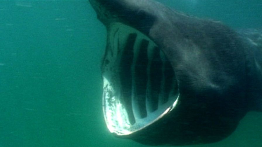 BBC One - The Blue Planet, Seasonal Seas, Small beginnings