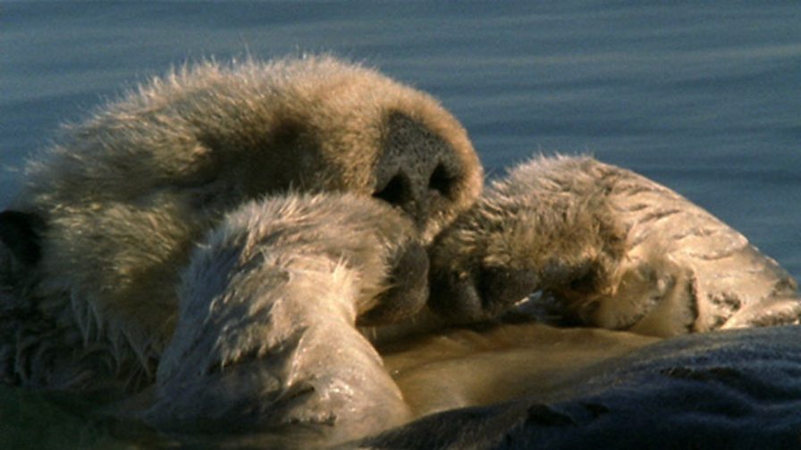 BBC One - The Blue Planet, Seasonal Seas, Small beginnings