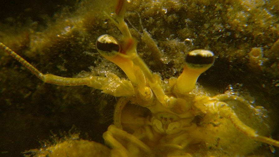 BBC One - The Blue Planet, Tidal Seas, Surfing snails