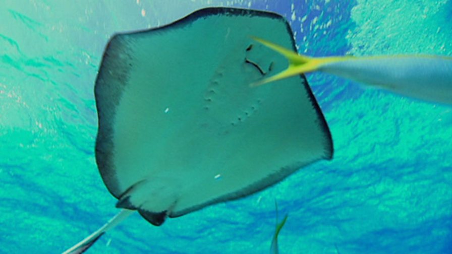 BBC One - Journey of Life, SEAS OF LIFE, Stingray finger food