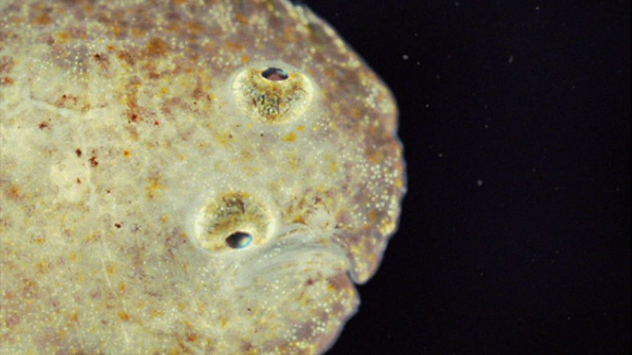 BBC One - Journey of Life, SEAS OF LIFE, Smart squid