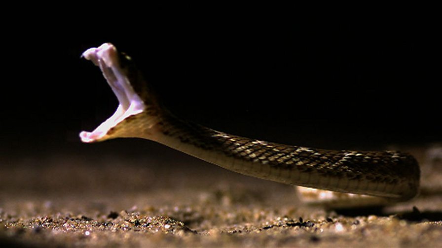 BBC Two - Natural World, 2010-2011, One Million Snake Bites, Snake bite ...
