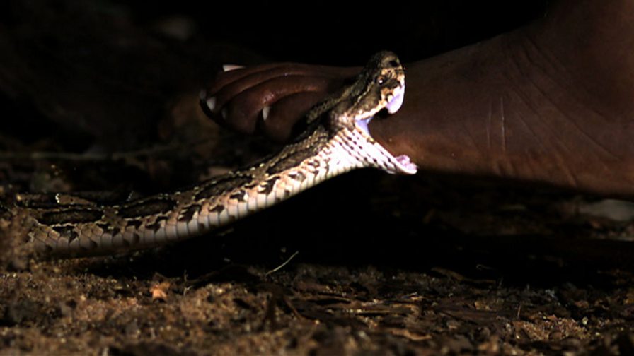 BBC Two - Natural World, 2010-2011, One Million Snake Bites, Snake bite ...