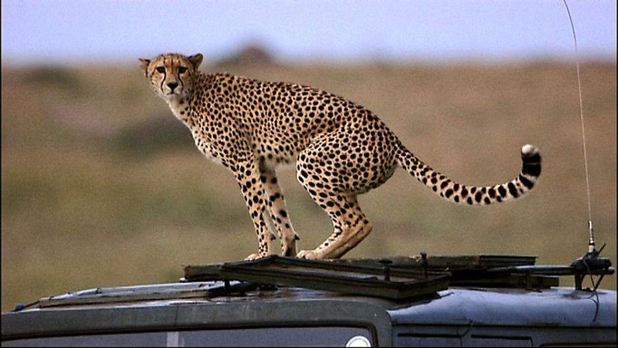 BBC One - Big Cat Week, Series 1