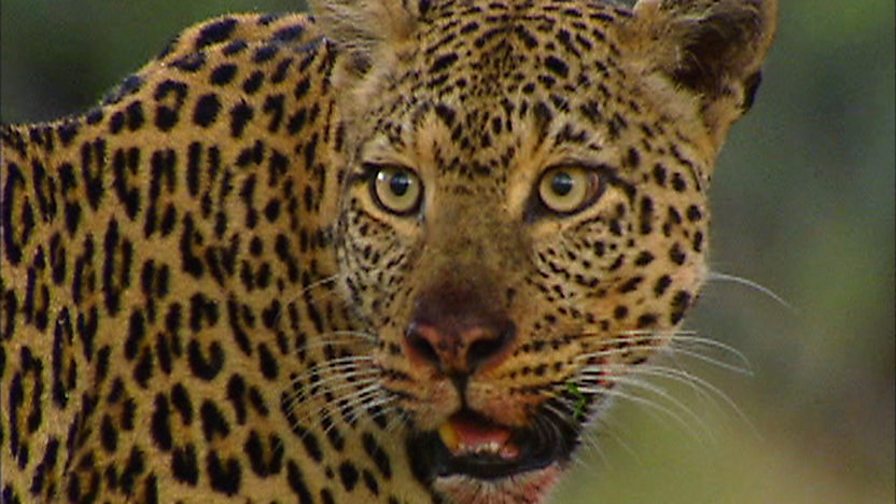 BBC One - Big Cat Diary