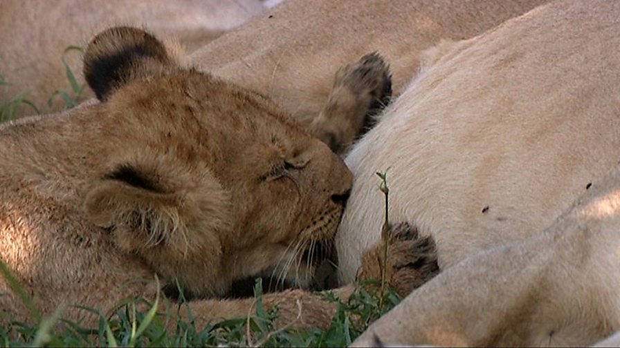 BBC Two - The Truth about Lions, The Social Cat, Lion infanticide