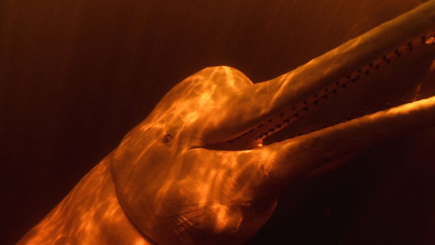 BBC One - Ocean Giants