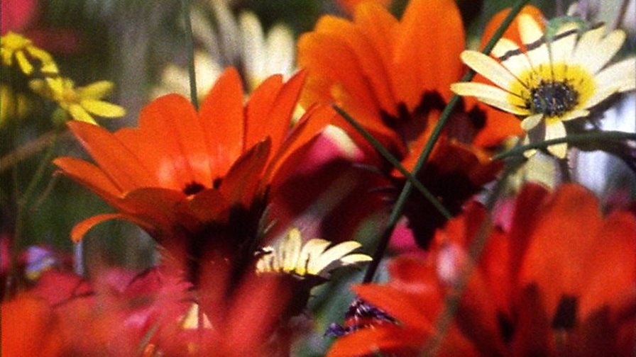 BBC Two - The Private Life of Plants, Surviving, Arctic plants