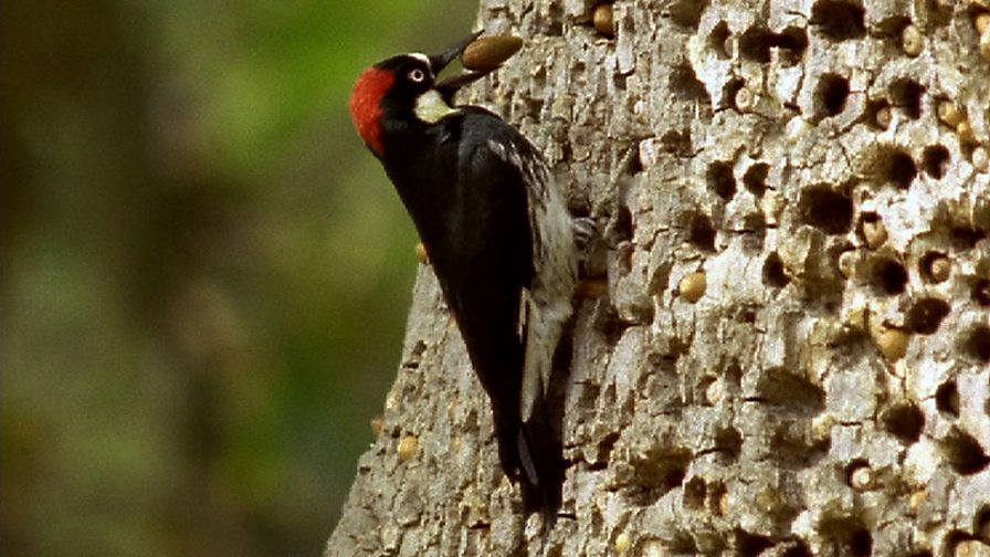 BBC Four - The Life of Birds, The Insatiable Appetite, Seed specialists
