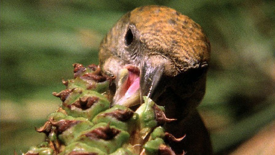 BBC Four - The Life of Birds, The Insatiable Appetite, A living larder