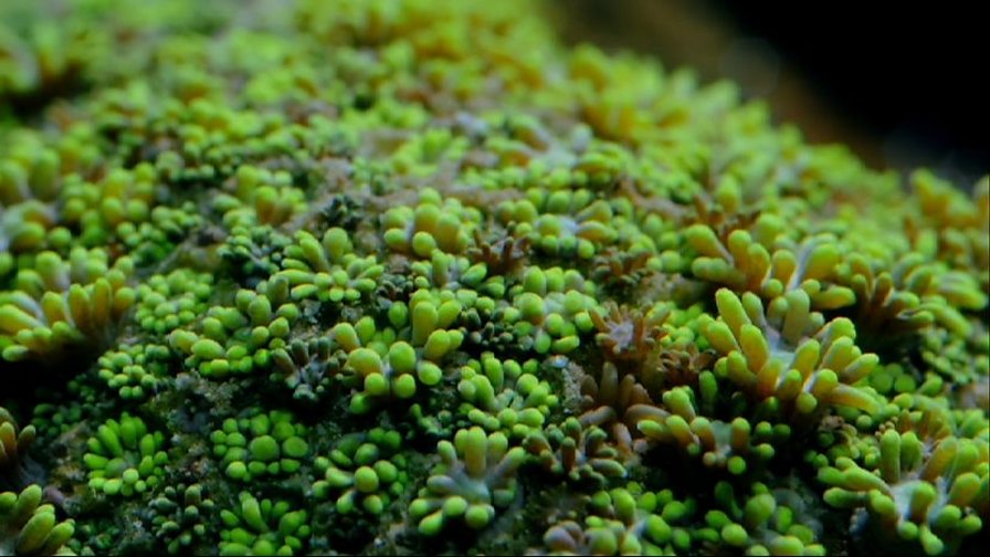 BBC Two - Great Barrier Reef, Nature's Miracle, Reef teamwork