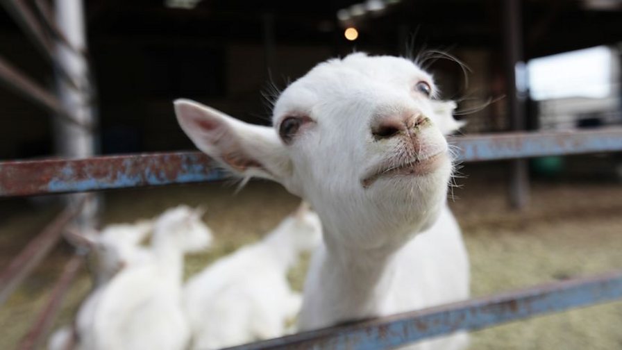 BBC Two - Horizon, 2011-2012, Playing God, The goats with spider genes ...