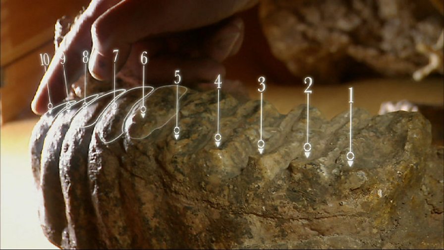 Bbc Two Woolly Mammoth Secrets From The Ice