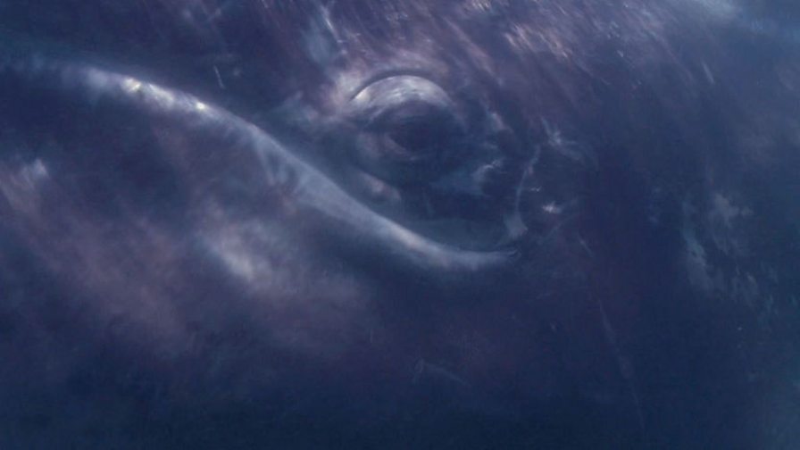 BBC One - Planet Earth Live, Series 1