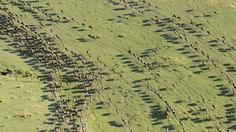 BBC One - Planet Earth Live, Series 1