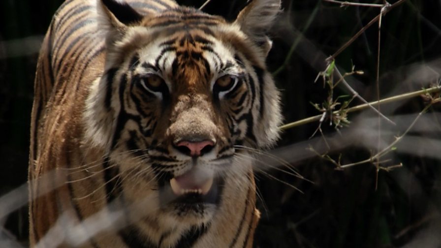 BBC Four - Life Story, New behaviours filmed in Life Story