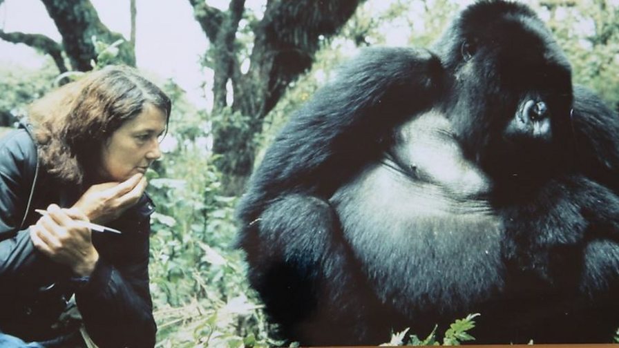 BBC World Service - Witness History, The Murder of Dian Fossey