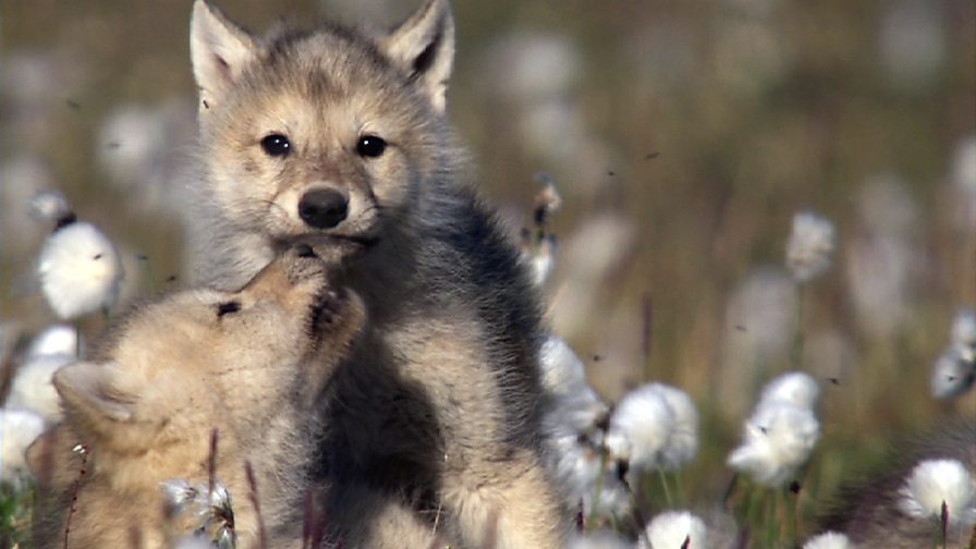 BBC One - Frozen Planet, Spring, Criminal penguins