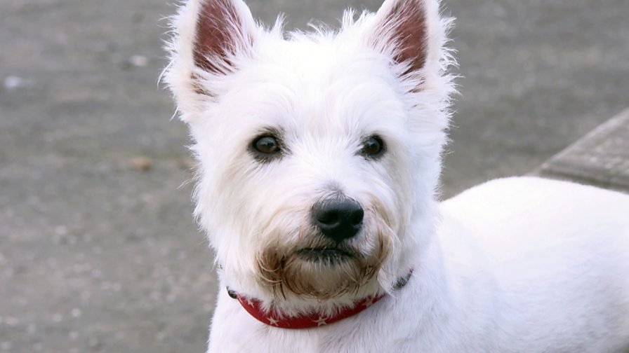 BBC One - BBC Scotland Investigates, 2015, The Dog Factory, Reporter ...