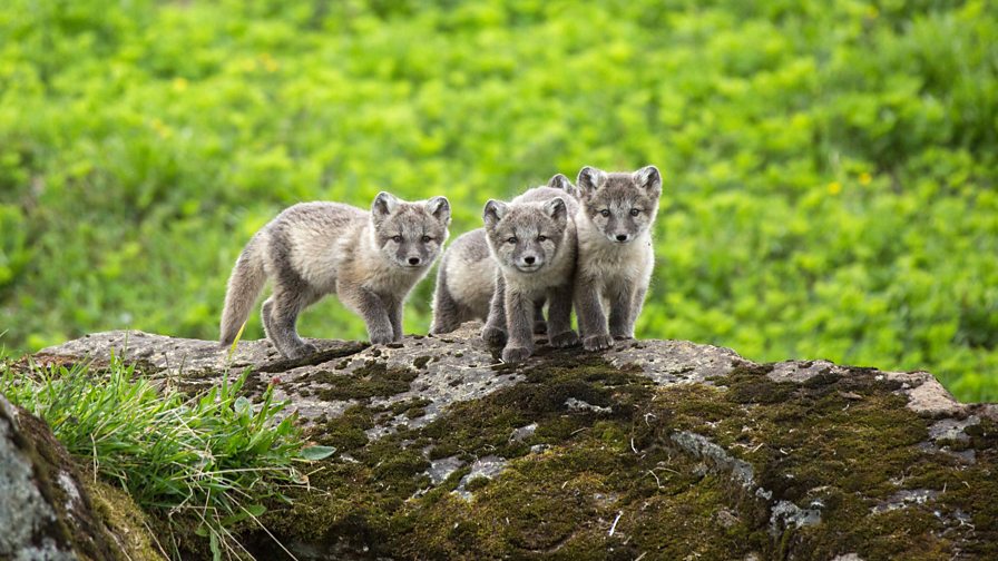 BBC Two - Natural World