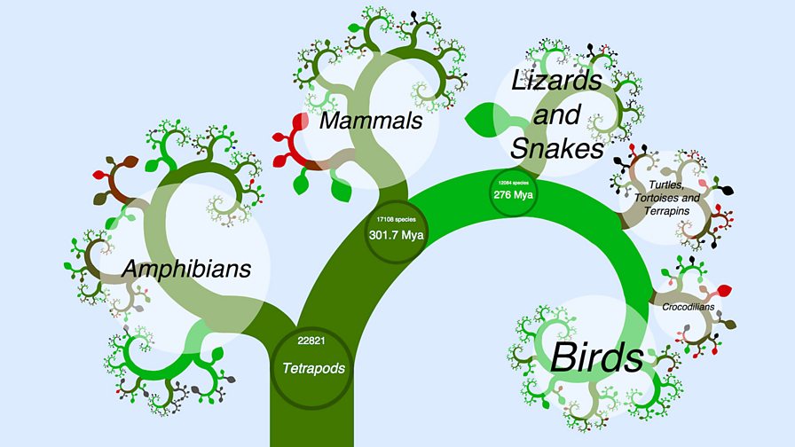 BBC World Service - Science In Action, Zooming in on the Tree of Life