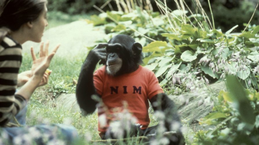 BBC World Service - The Real Story, Nim The Chimp and Animal Rights