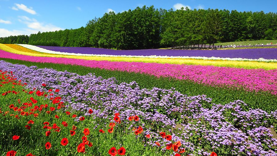 BBC Two - Japan: Earth's Enchanted Islands - Honshu