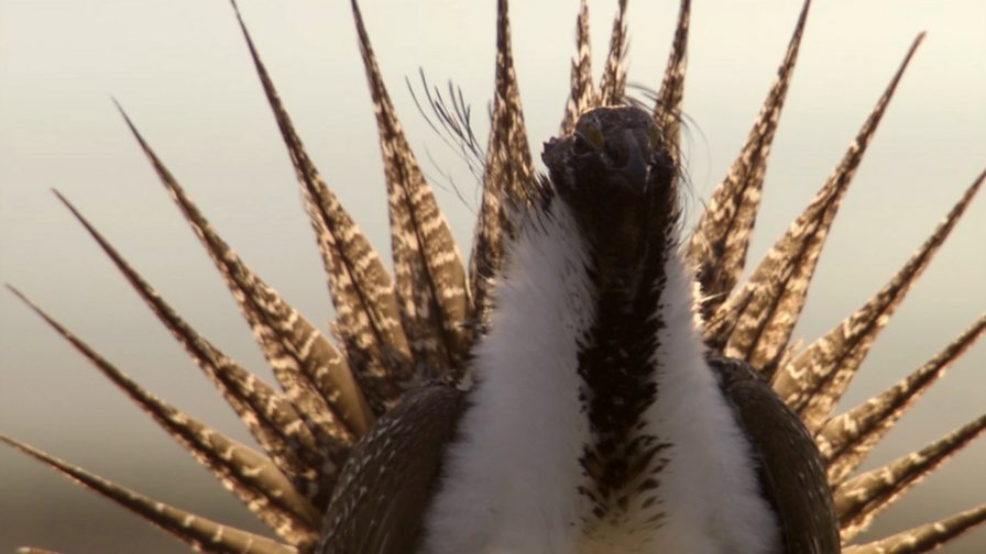 BBC One - Nature's Greatest Dancers, The Dance for Love, Mudskipper ...
